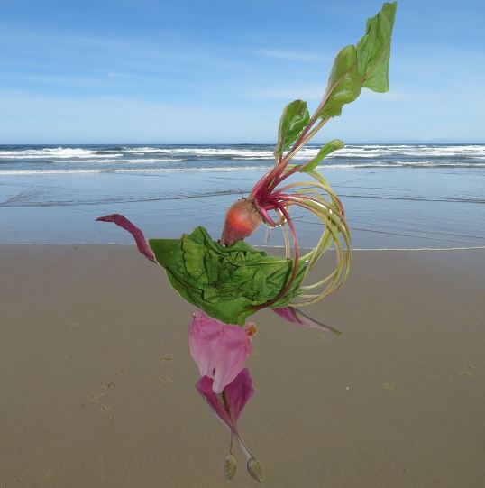 The 39th Winter Intensive, 27th January – 14th February 2025 - Process Work Institute